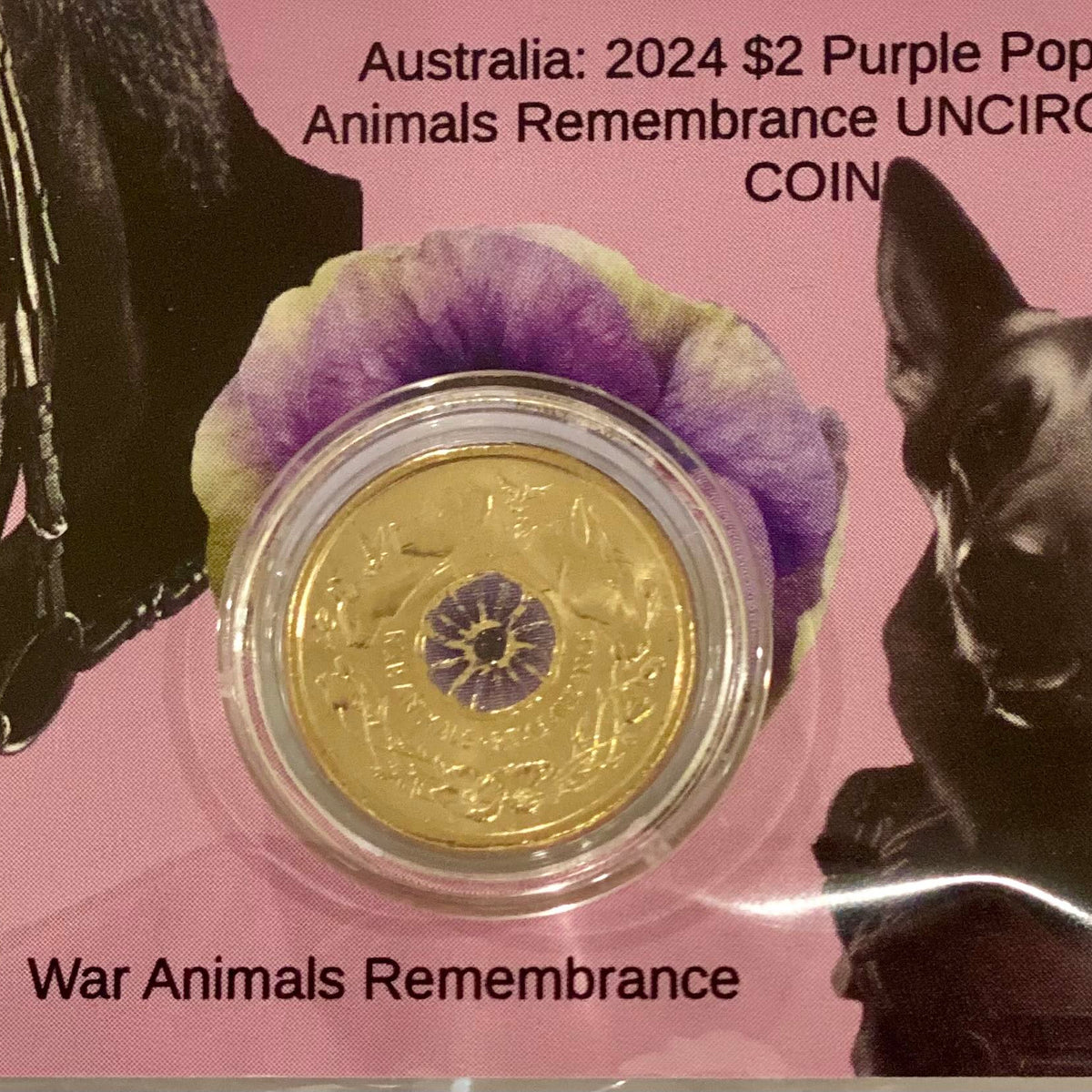 2024 War Animals Purple Poppy $2 Coin in Card – My Collectables